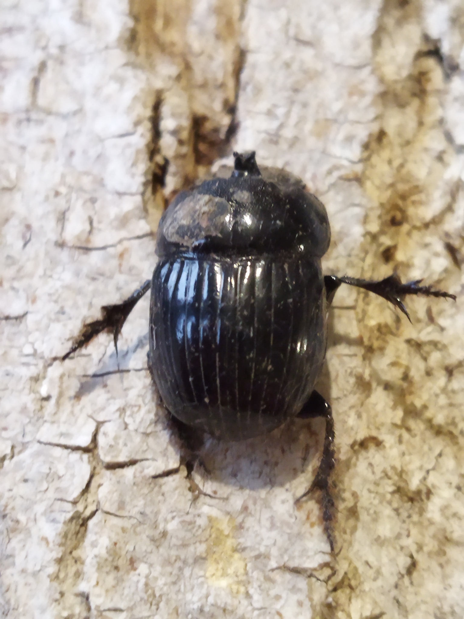 Copris Geoffroy, 1762