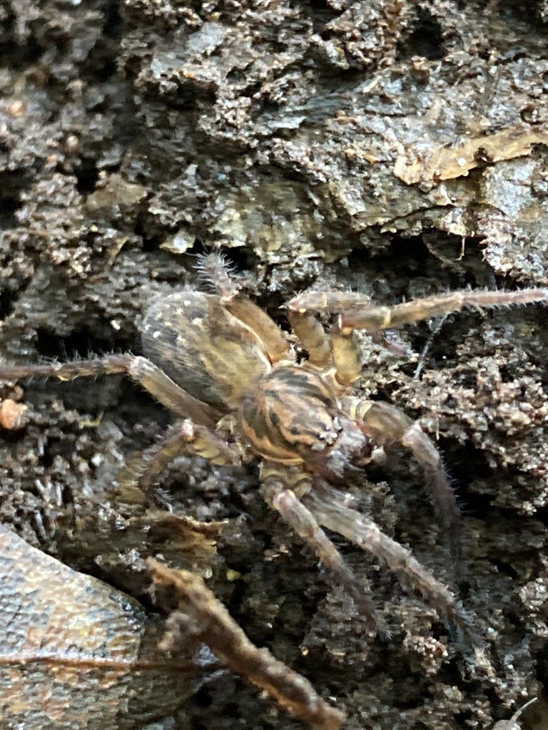 Vagrant Spiders from Mōrere Springs Scenic Reserve, Nūhaka, Hawke's Bay ...