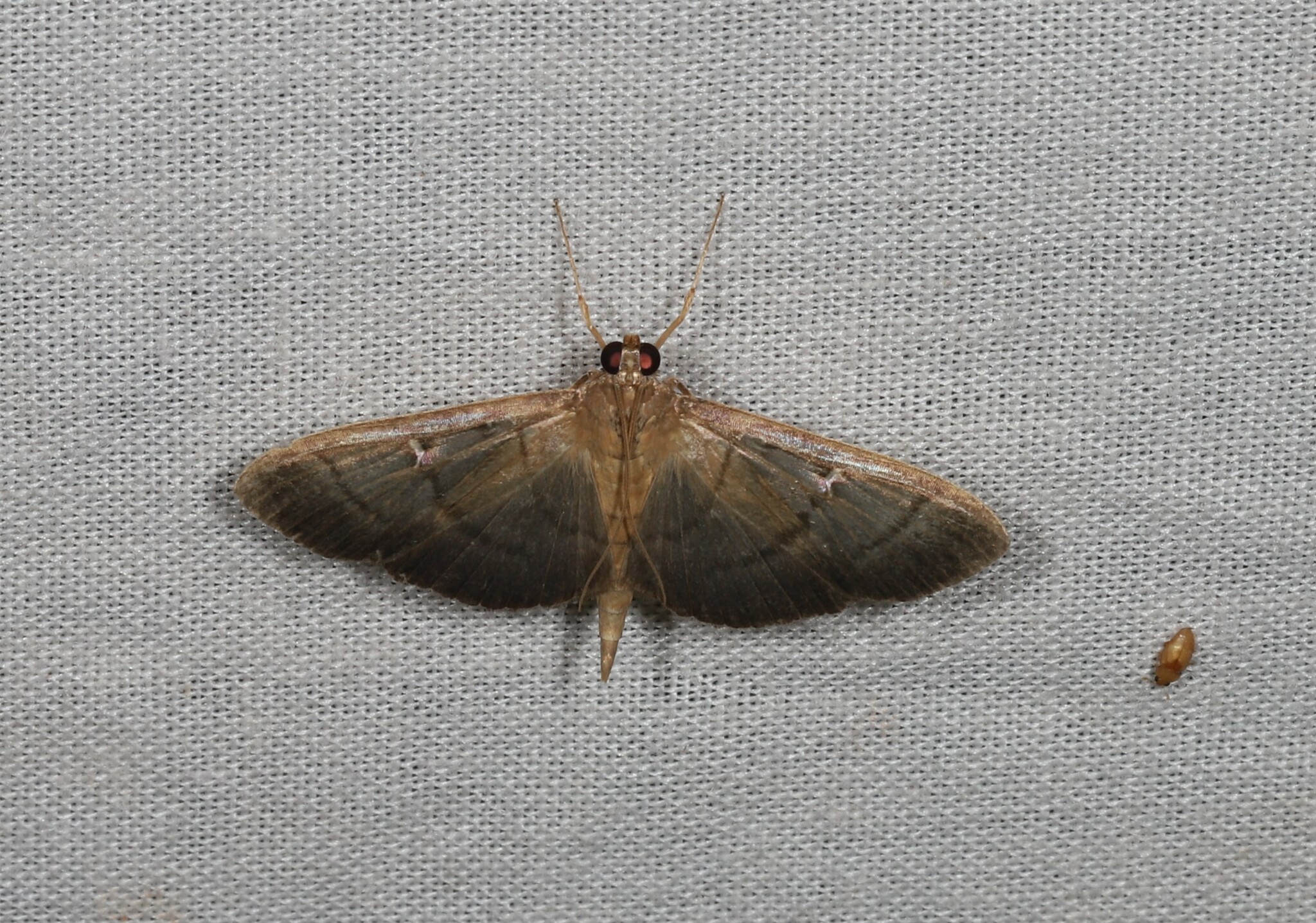 Pramadea Moore, 1888