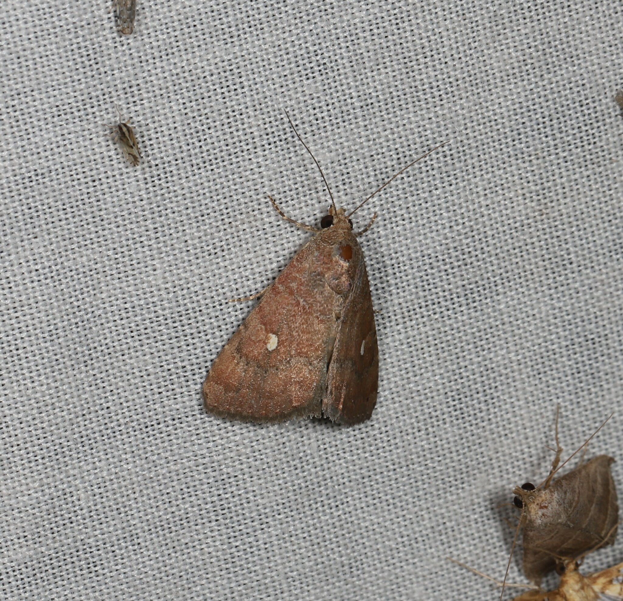 Amyna axis Guenée, 1852