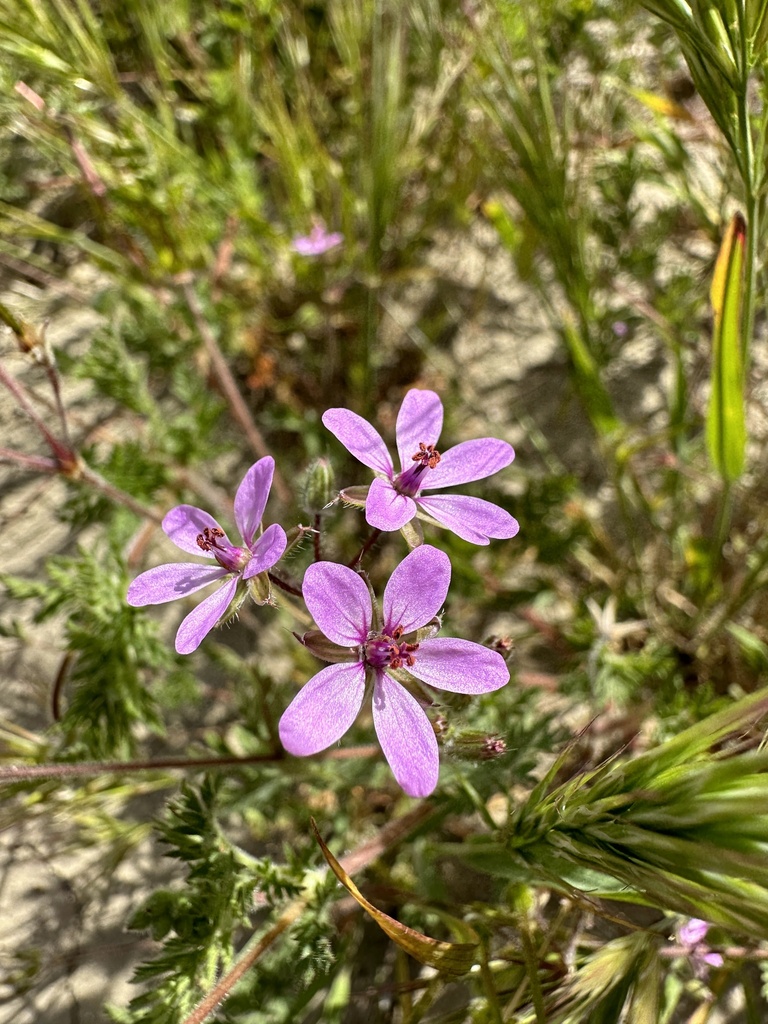 musk stork's-bill from Fresno County, CA, USA on April 17, 2023 at 10: ...