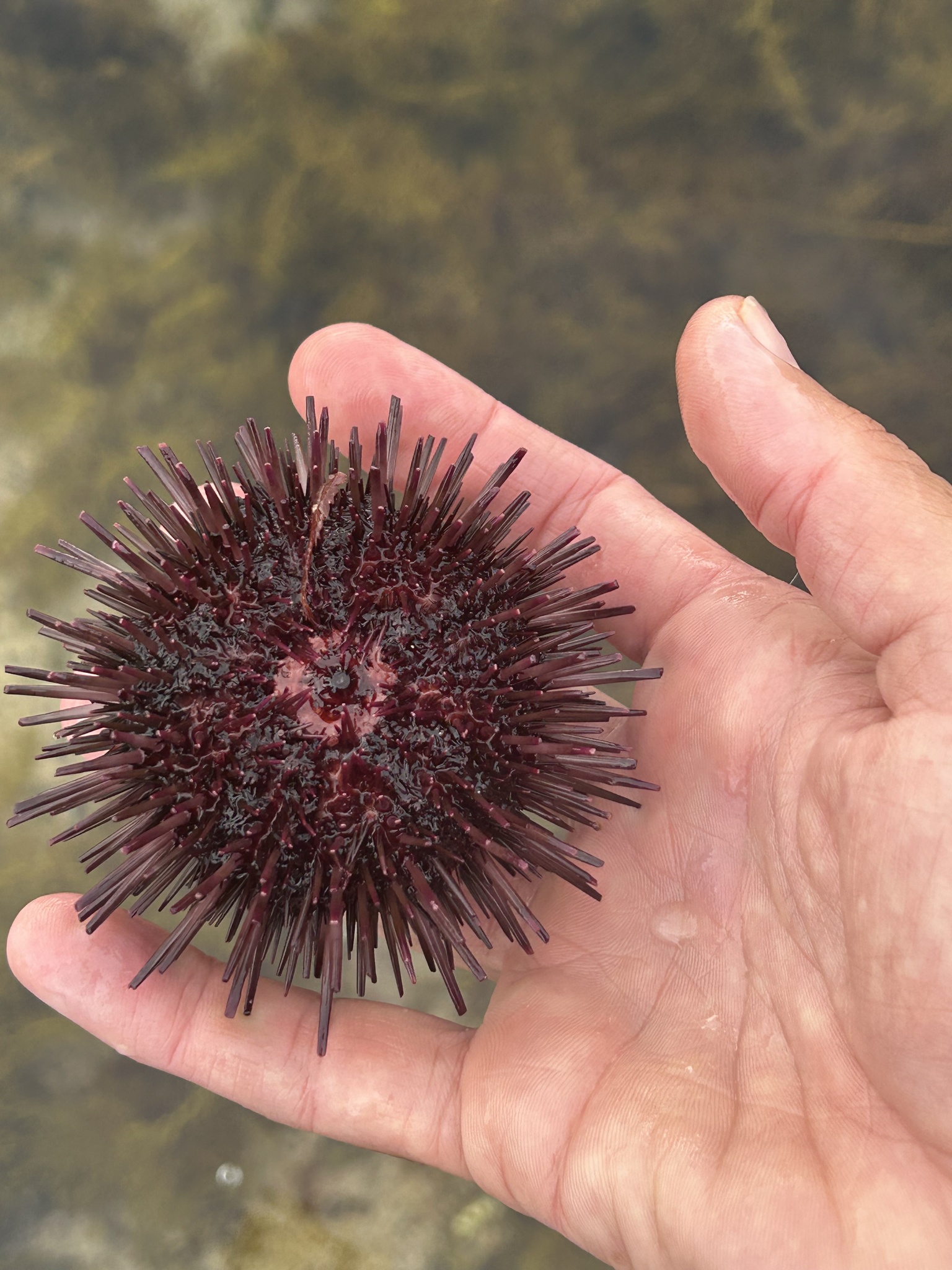 Heliocidaris erythrogramma (Valenciennes, 1846)