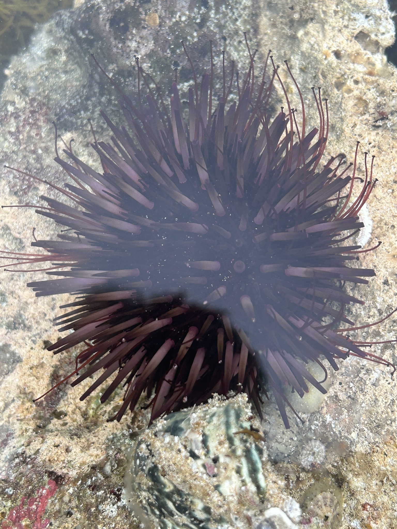 Heliocidaris erythrogramma (Valenciennes, 1846)