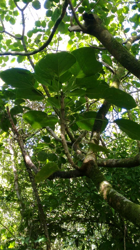 angelica tree from Ocosingo, Chis., México on September 26, 2017 at 11: ...