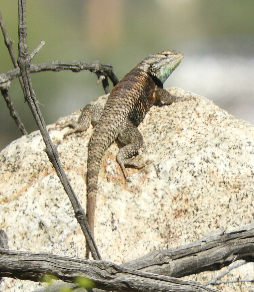 Desert Spiny Lizard from San Diego County, CA, USA on April 19, 2023 at ...