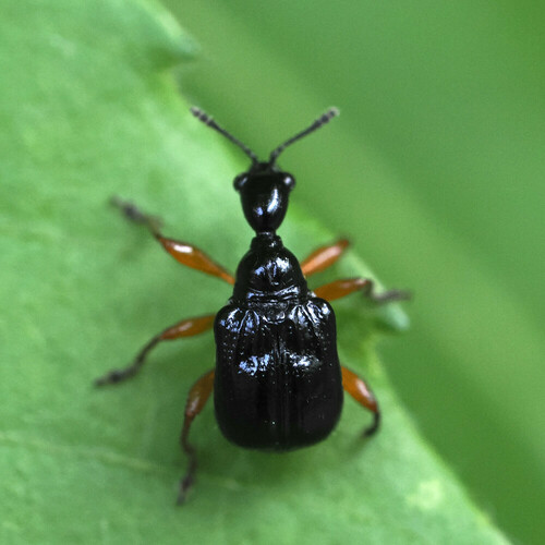 Compsapoderus erythrogaster · iNaturalist