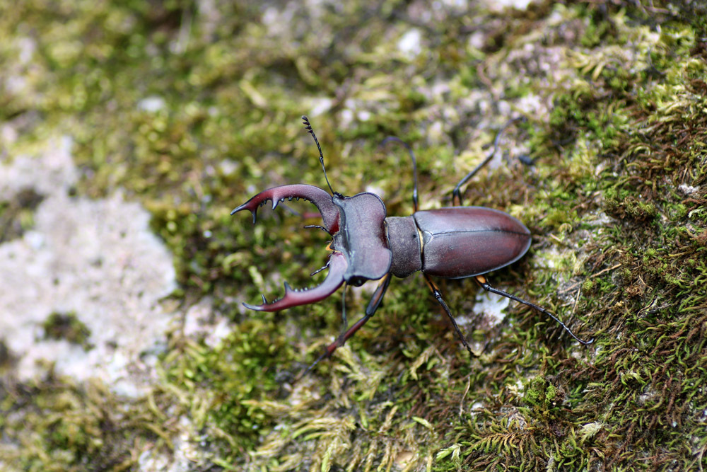 Lucanus fortunei from 中国福建省南平市邵武市 on August 10, 2018 at 02:36 PM by Ben ...