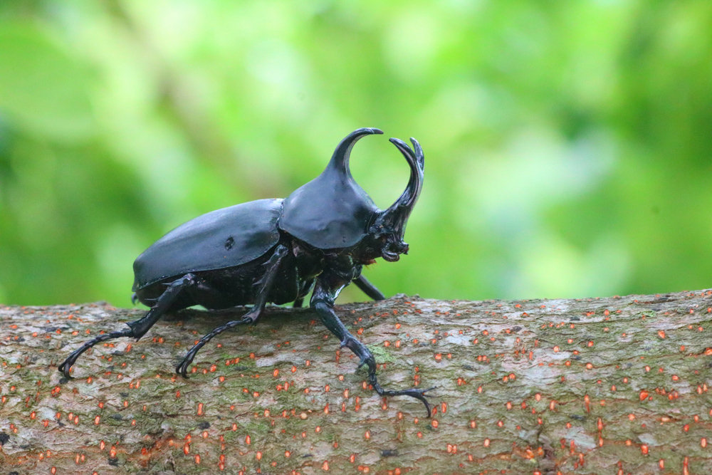 Allomyrina davidis from 中国福建省南平市邵武市 on September 14, 2020 at 03:50 PM ...