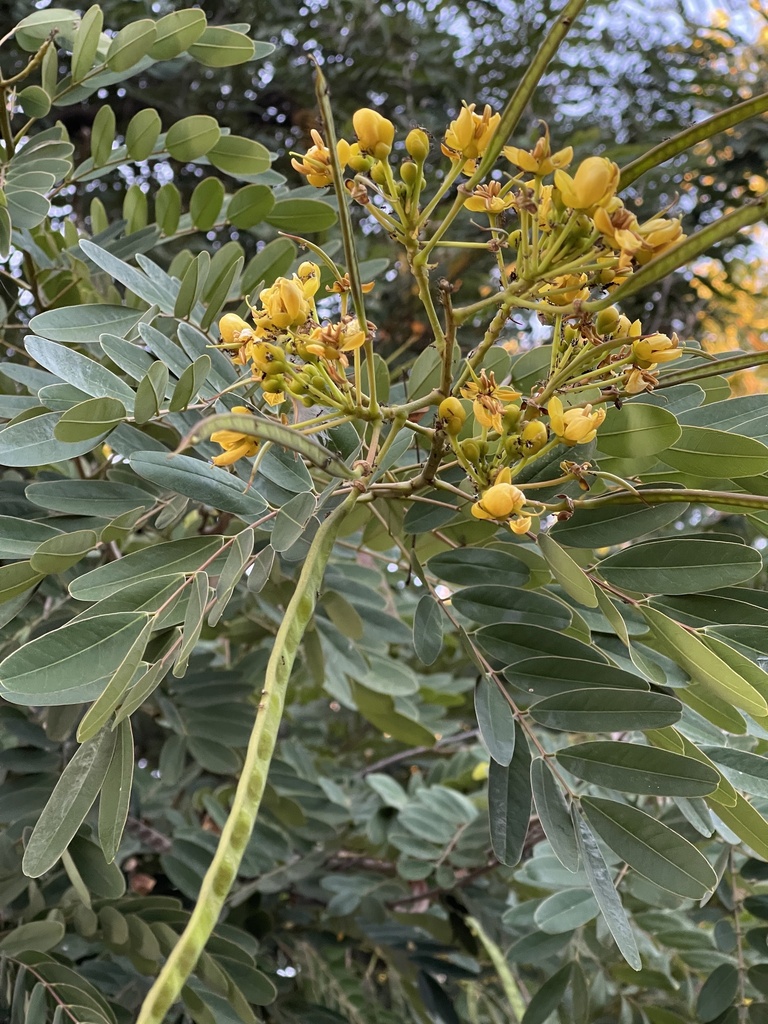 Kassod Tree from Frost Avenue, Musina, LP, ZA on April 20, 2023 at 06: ...