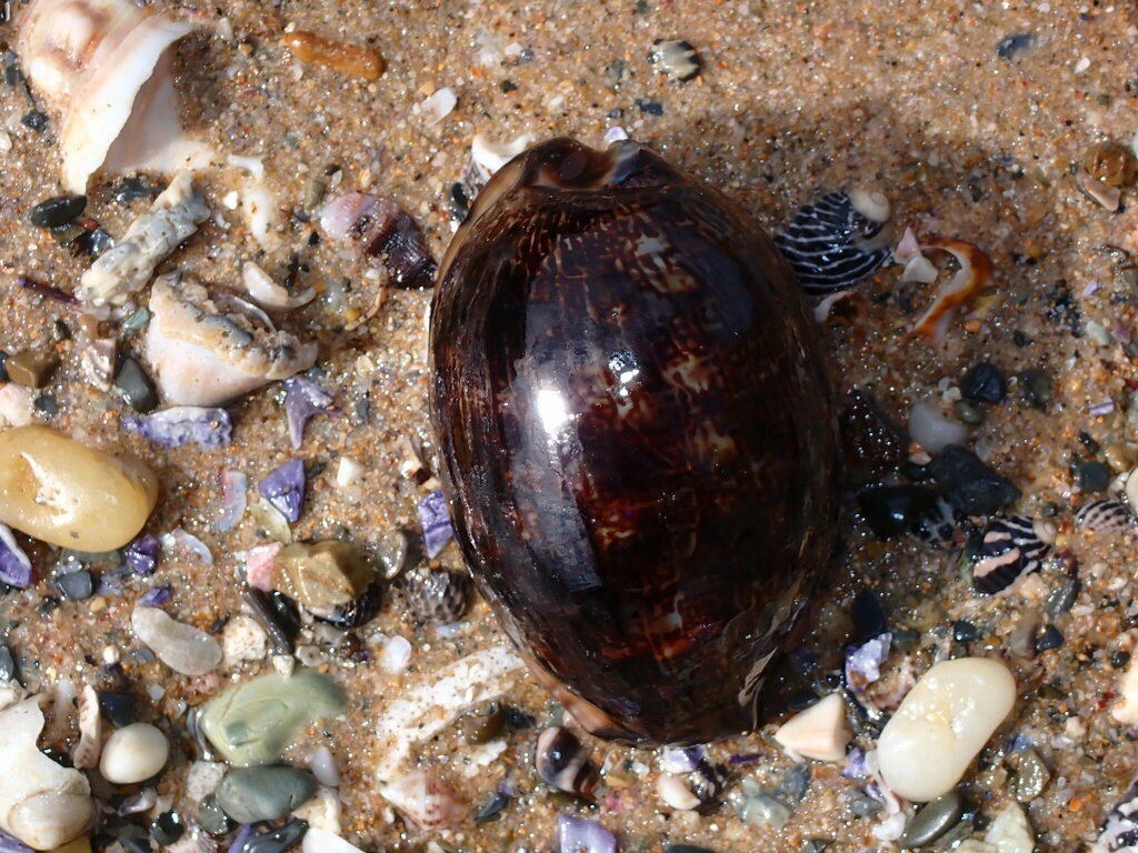 Arabian Cowry from Mullaway Headland NSW 2456, Australia on April 20 ...