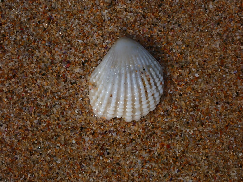 Neotrigonia lamarckii from Mullaway Headland NSW 2456, Australia on ...