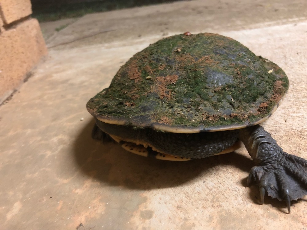 Common Snake-necked Turtle in October 2018 by QuestaGame. Sighting and ...