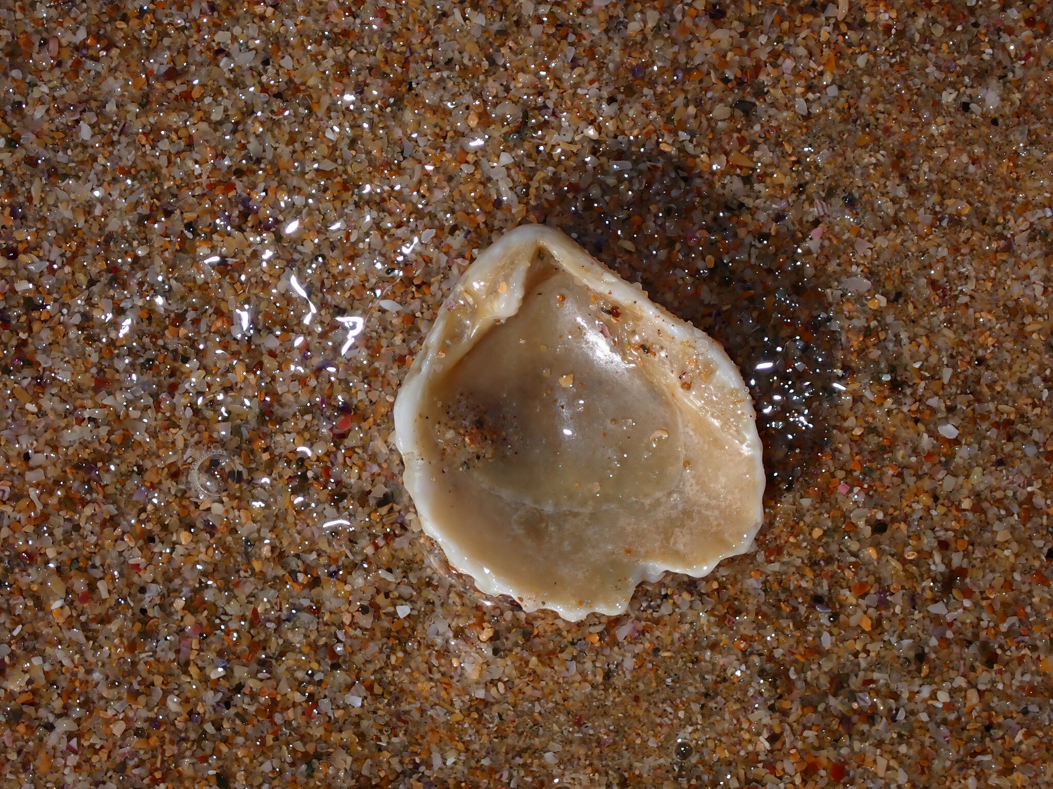 Neotrigonia lamarckii (J.E.Gray, 1838)