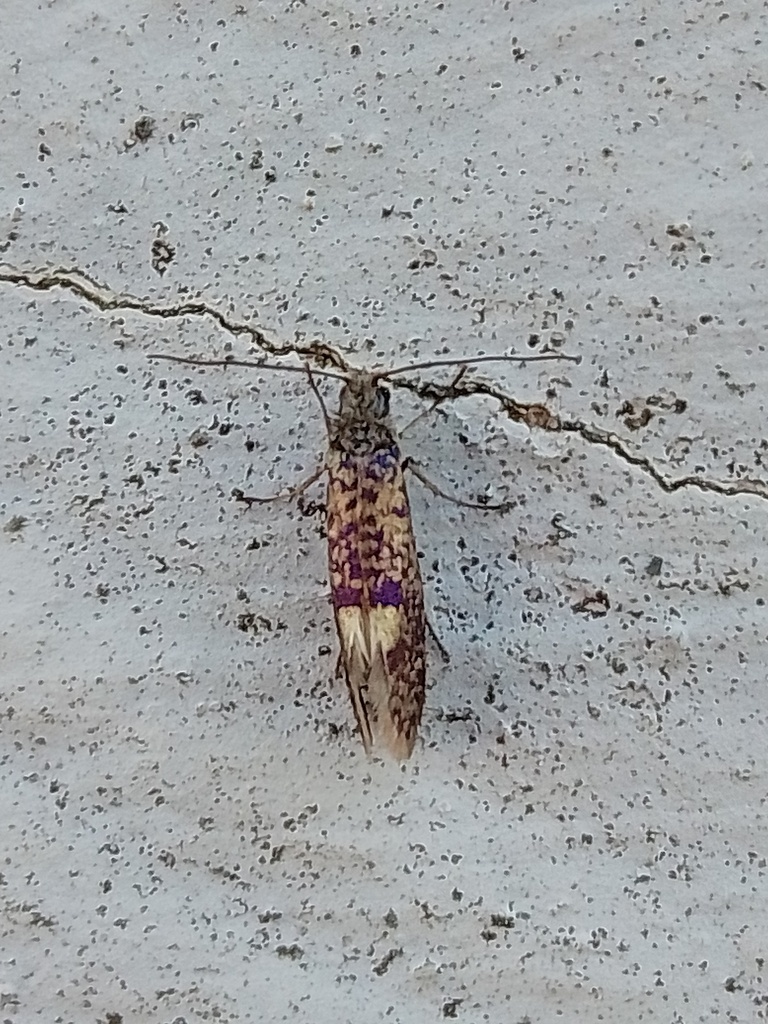 Sparkling Archaic Sun Moths from Себеж, Псковская обл., Россия on April ...