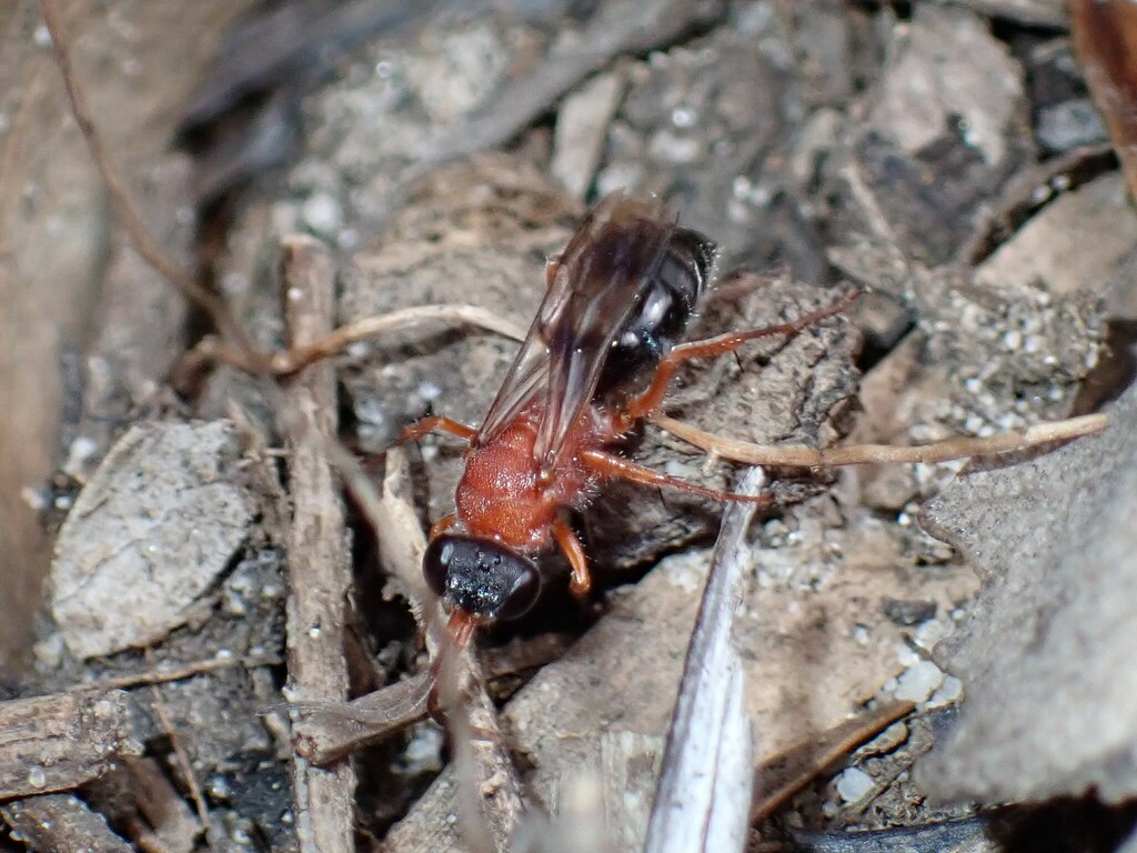 Psoropempula from Ngarkat SA 5302, Australia on April 18, 2023 at 02:40 ...