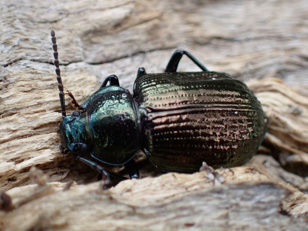 Adelium from Ngarkat SA 5302, Australia on April 18, 2023 at 03:20 PM ...