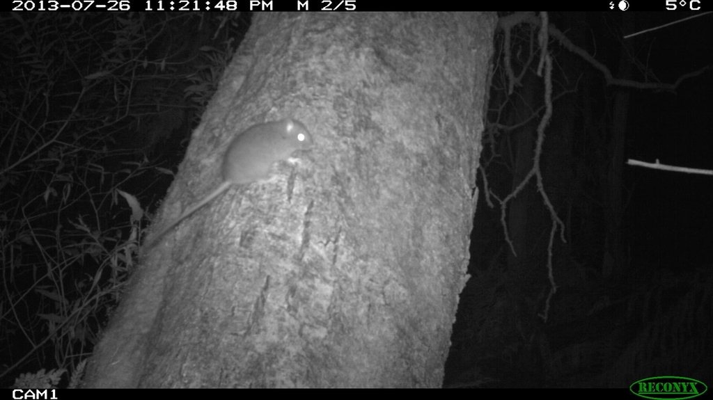 Old World Rats from Balook VIC 3971, Australia on July 26, 2013 at 11: ...