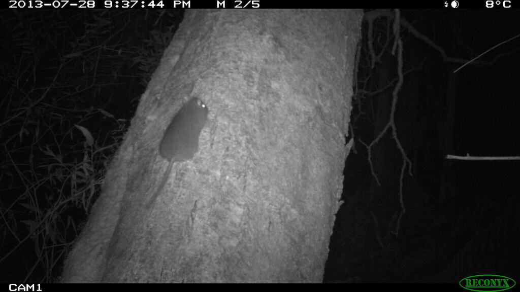 Old World Rats from Balook VIC 3971, Australia on July 28, 2013 at 09: ...