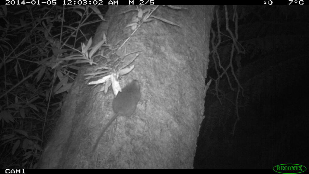 Old World Rats from Balook VIC 3971, Australia on January 5, 2014 at 12 ...