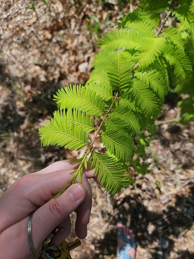dawn redwood from Washington, DC 20002, USA on April 18, 2023 at 02:06 ...