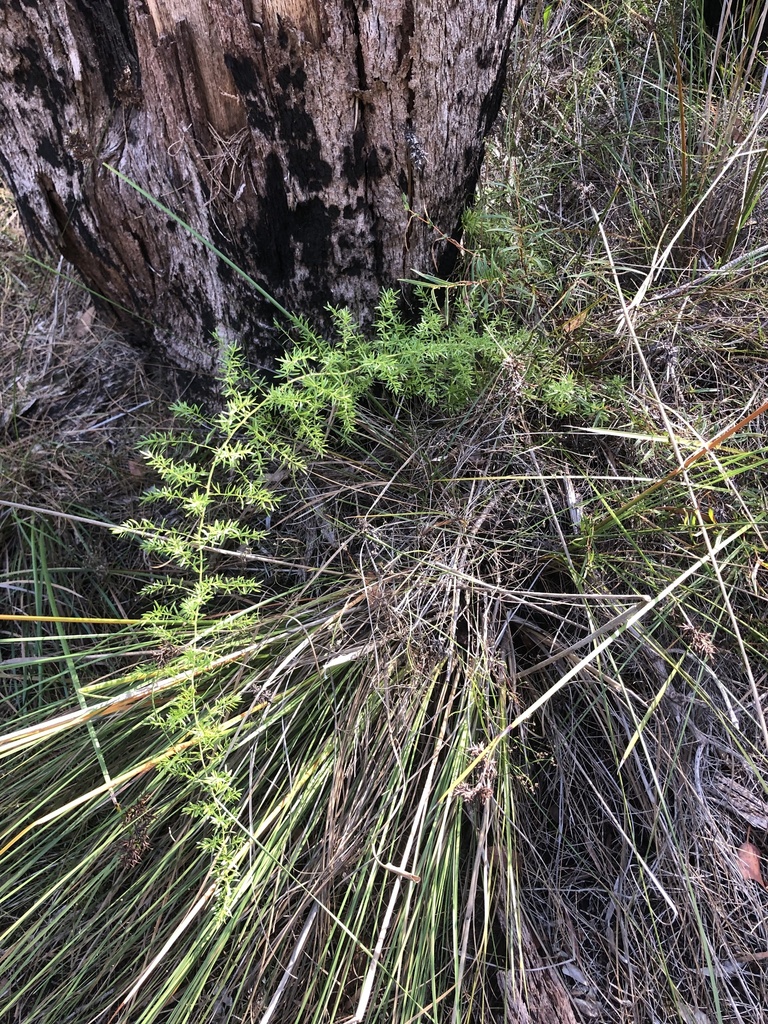 African Asparagus from Yakamia Ward, Yakamia, WA, AU on April 10, 2023 ...