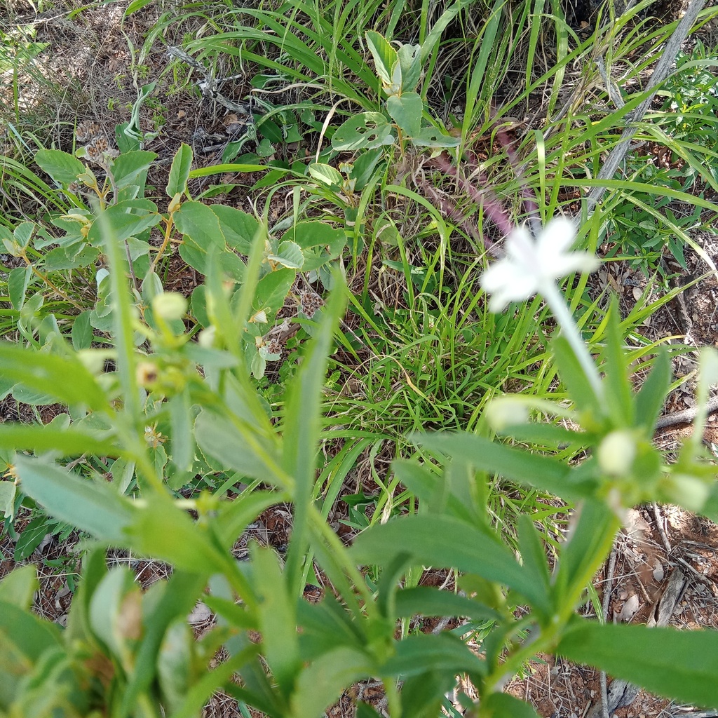 Tube Flower from Waterberg District Municipality, South Africa on ...