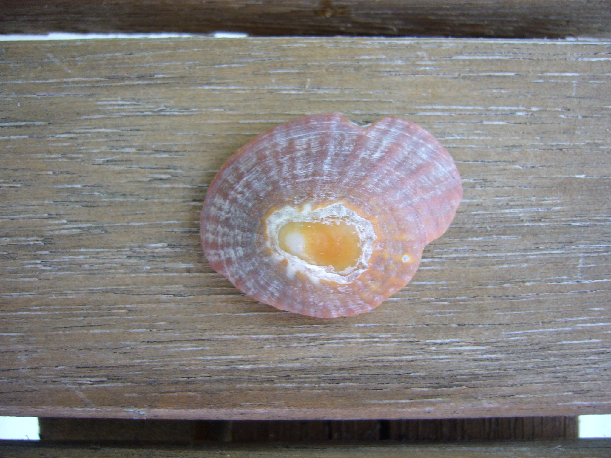 Cellana stellifera (Gmelin, 1791)