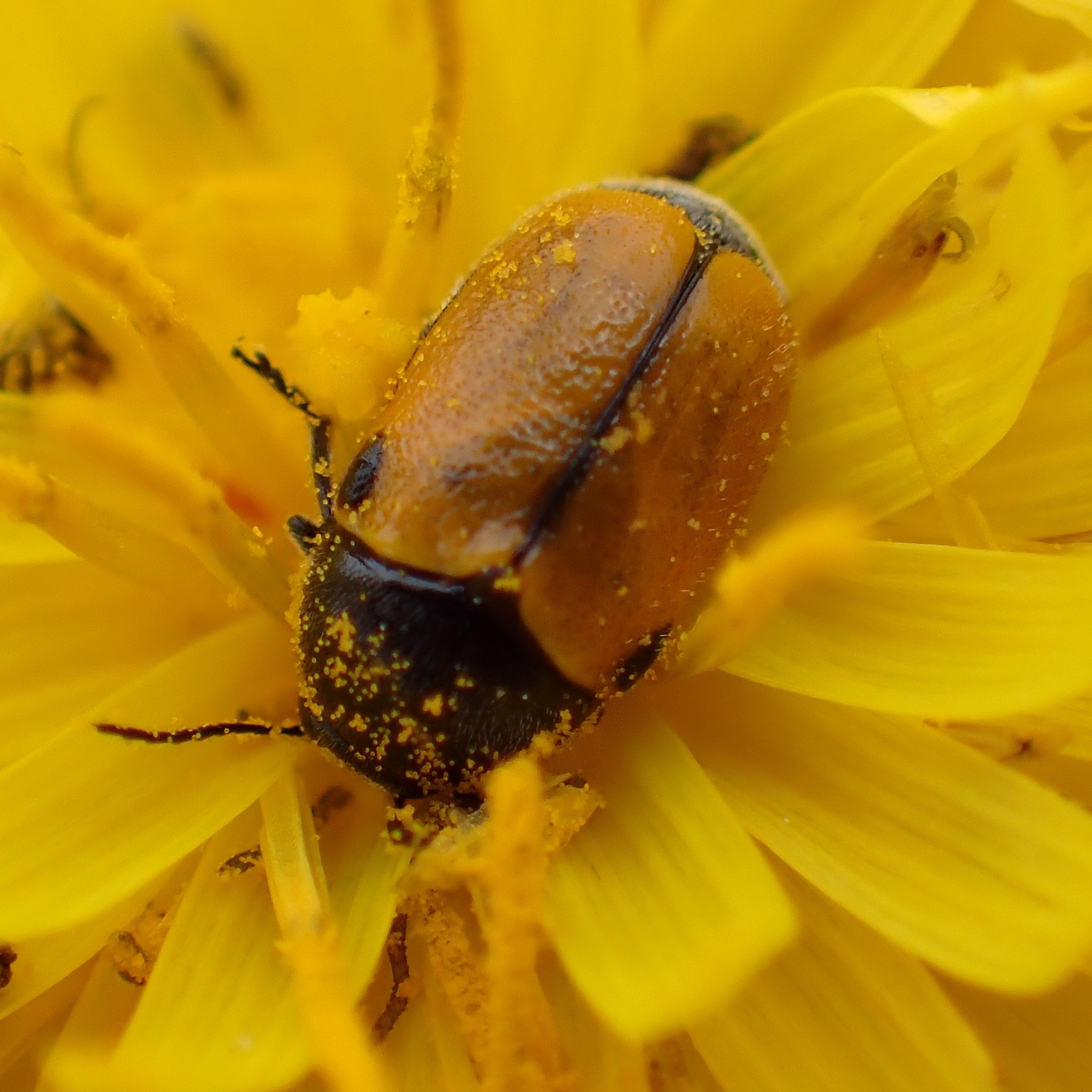 Cryptocephalus rugicollis Olivier, 1792