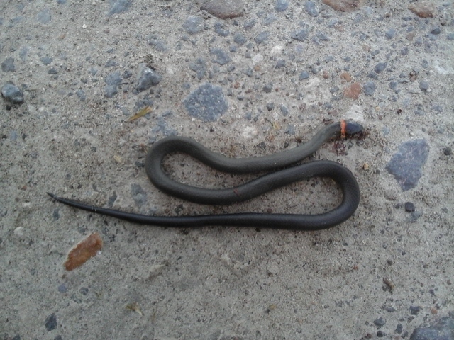 ring-necked snake from San Diego de Alejandría, Jal., México on October ...