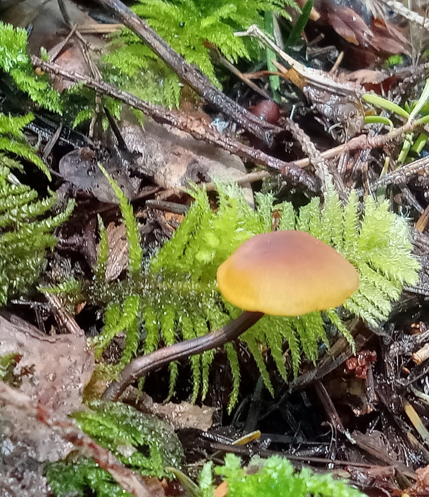 Heimiomyces in April 2023 by R. Scott LaChance. Mixed conifer/hardwood ...