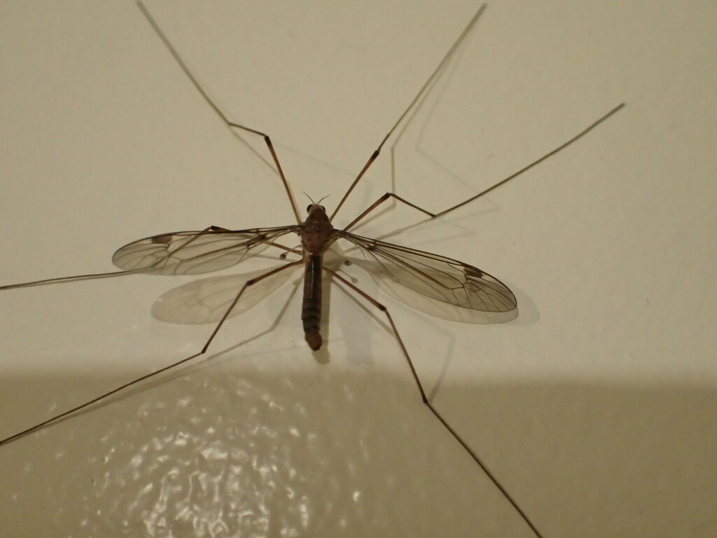 Leptotarsus from 37 Beach Road, Kaikōura 7300, New Zealand on April 04 ...