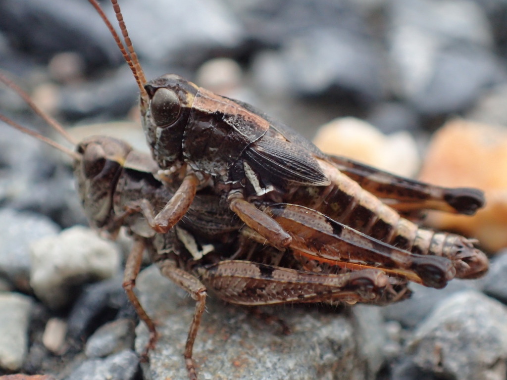 New Zealand Grasshopper from Ruapehu District Council, Manawatu-Wanganui, New Zealand on April ...
