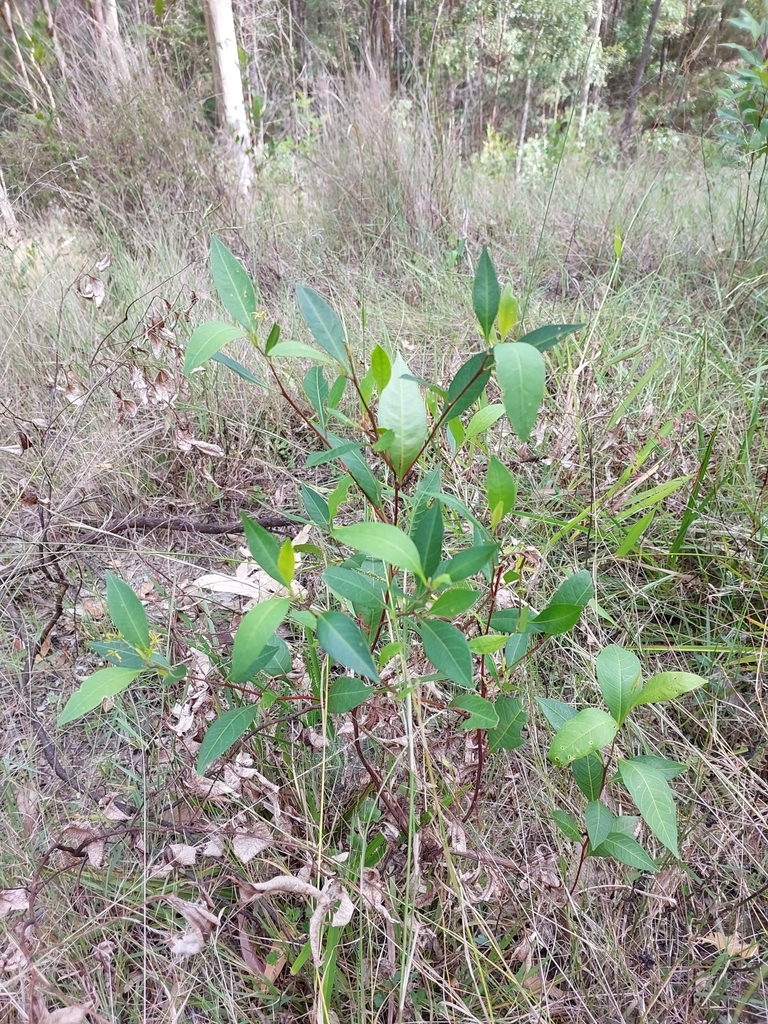 Common Hop Bush from Ferny Hills QLD 4055, Australia on April 20, 2023 ...