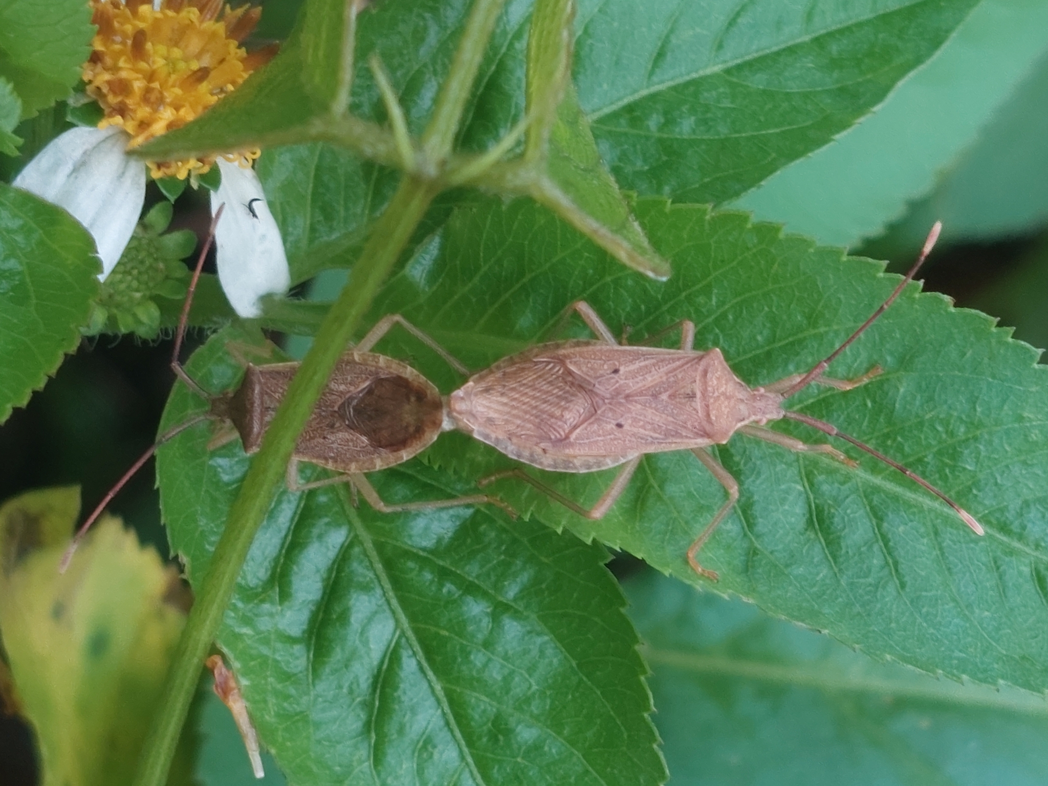 Homoeocerus Burmeister, 1835