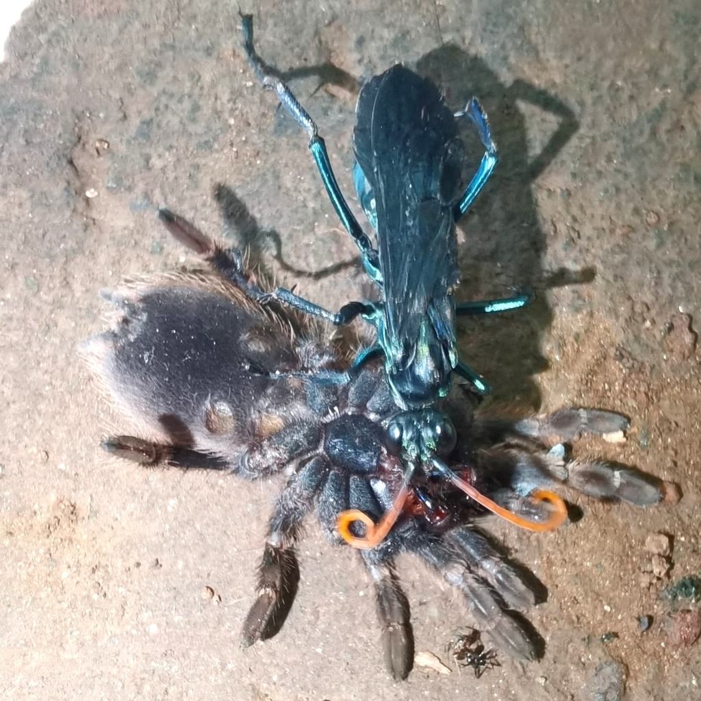 New World Tarantula-hawk Wasps from Foz do Iguacu 85853-000, Brasilien ...