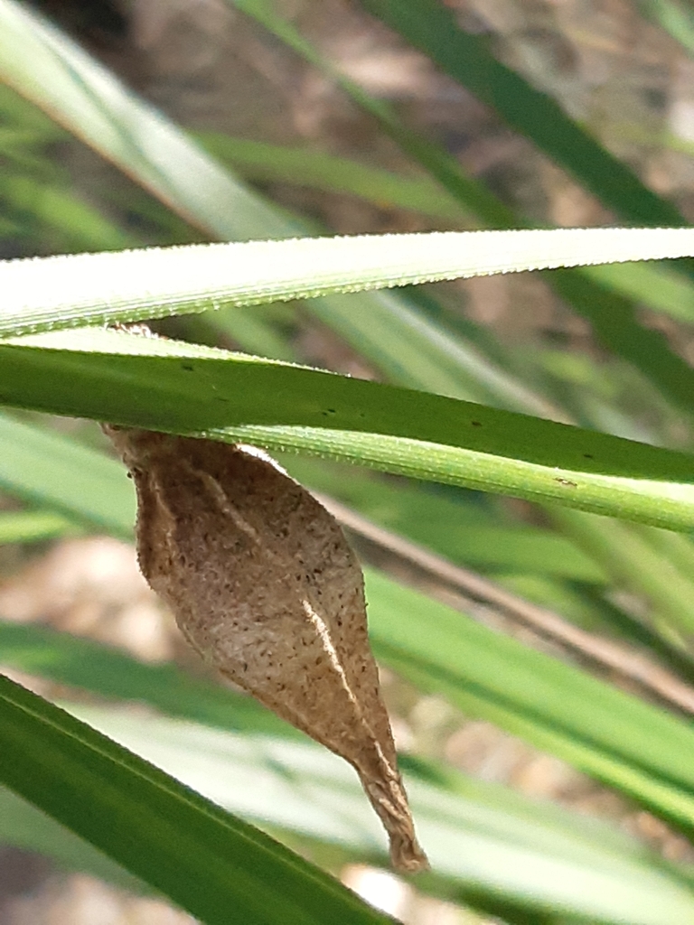 Ribbed Case Moth from Cranbourne VIC 3977, Australia on April 18, 2023 ...