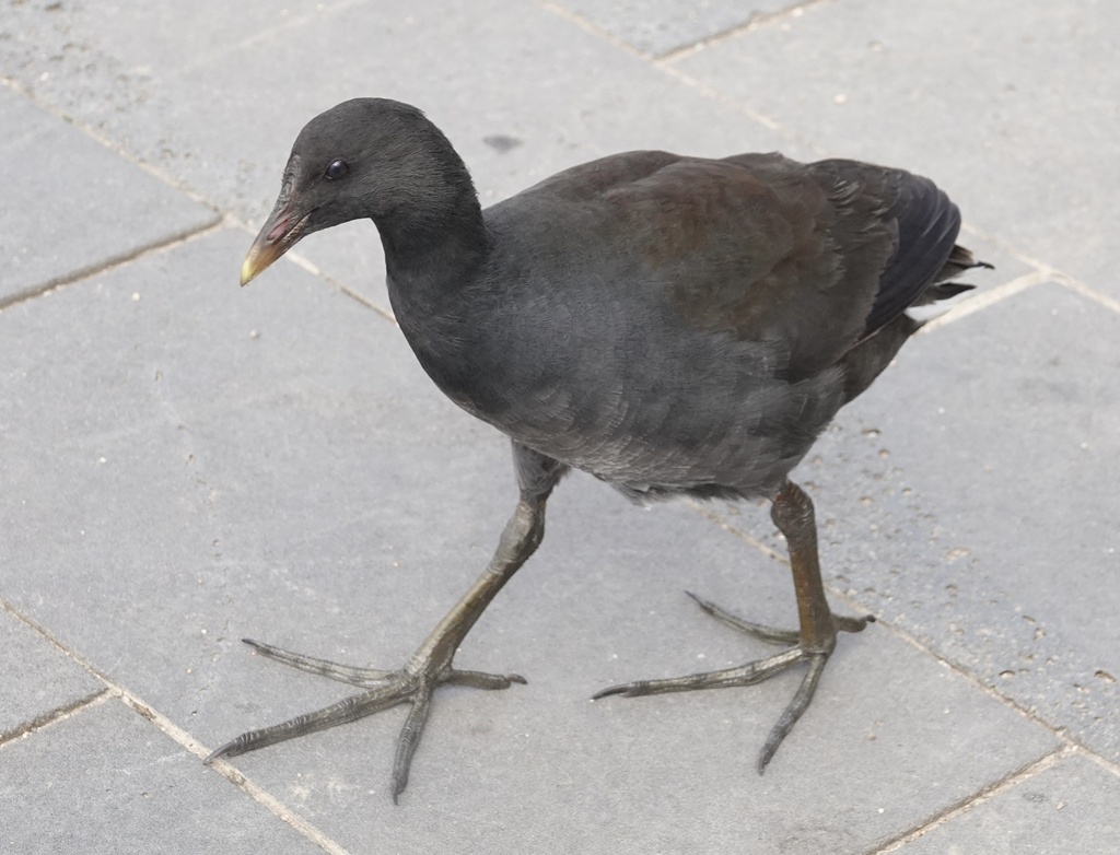 Dusky Moorhen from Lake Wendouree, Lake Wendouree, VIC, AU on April 20 ...