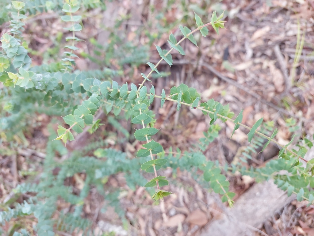 spiny bush-pea from Bunya QLD 4055, Australia on April 20, 2023 at 01: ...