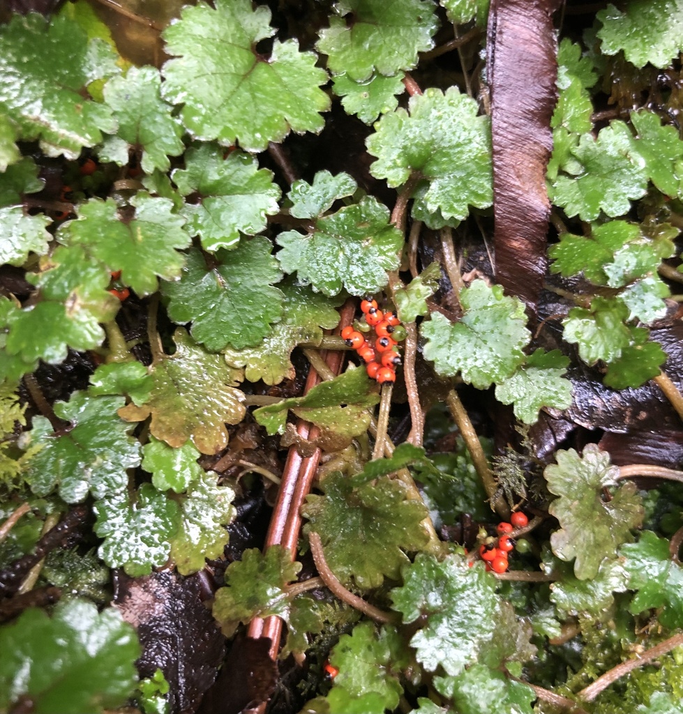 Gunnera monoica from Egmont National Park, Egmont National Park ...