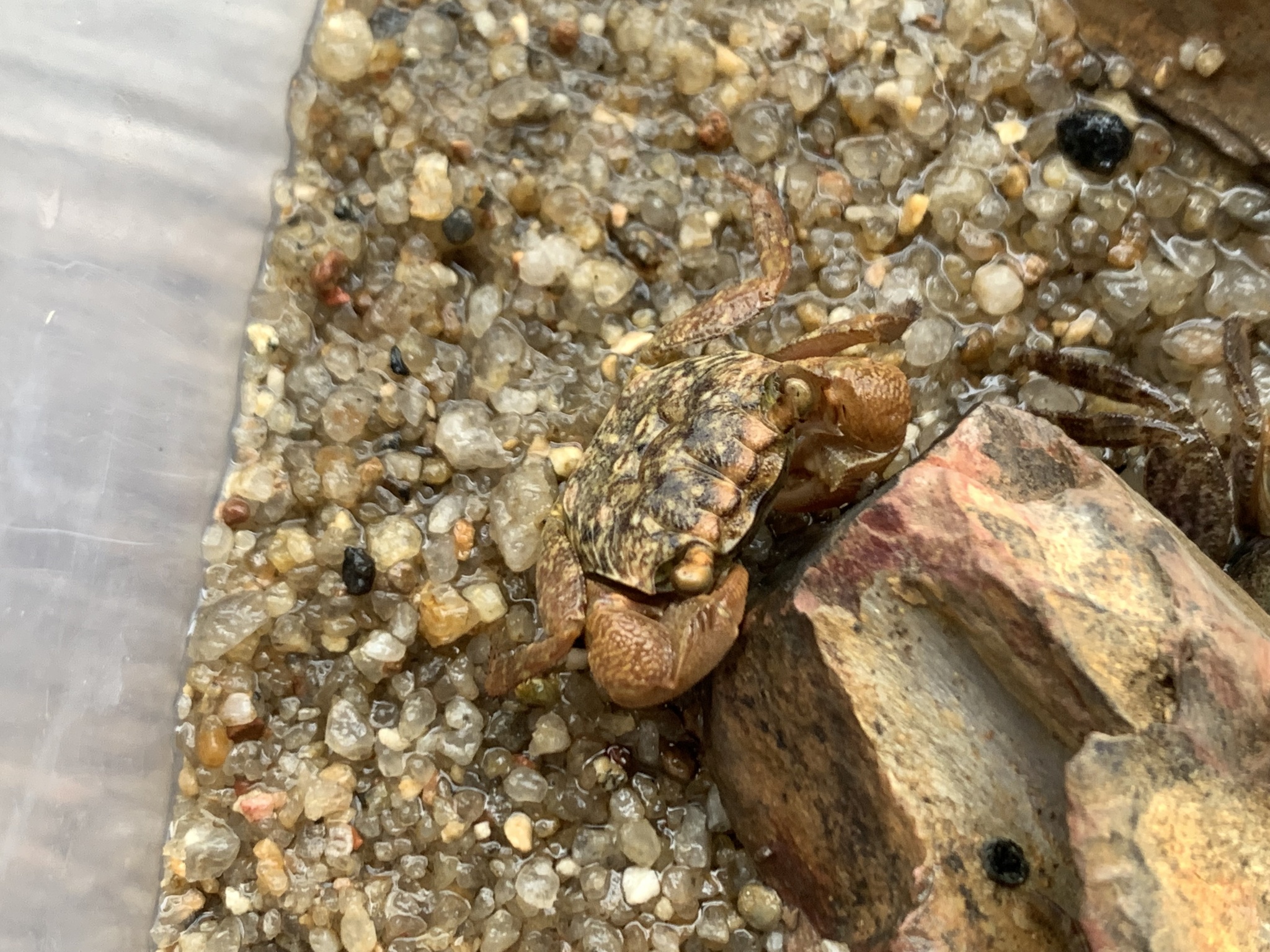 Parasesarma pictum (De Haan, 1835)