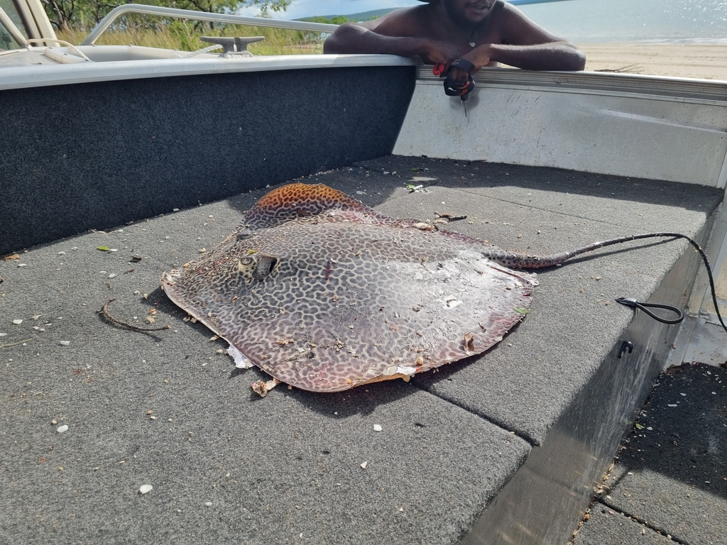 Reticulated Whipray in April 2023 by Callum Blacklaw · iNaturalist
