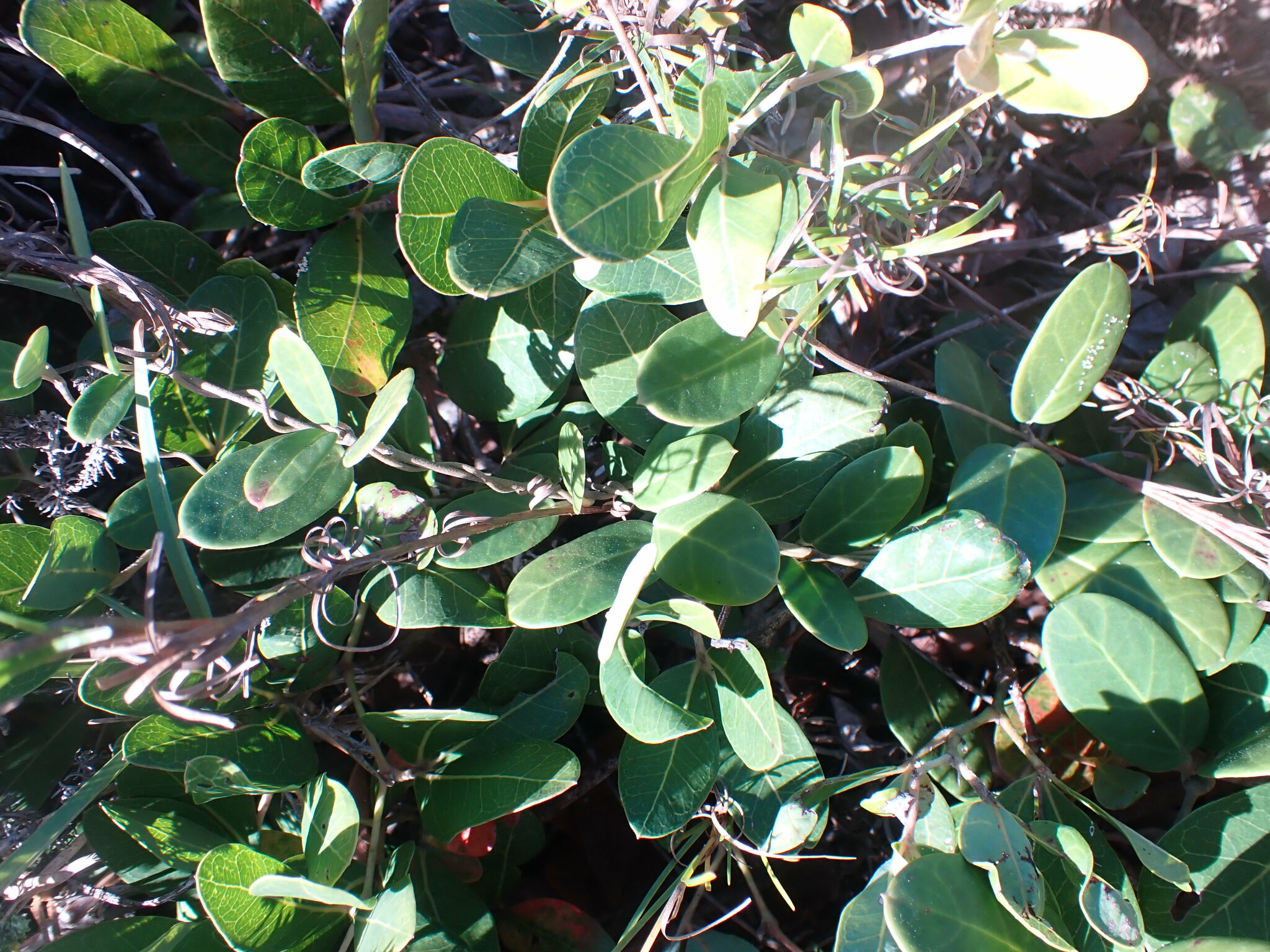 Cynanchum obtusifolium L.fil.