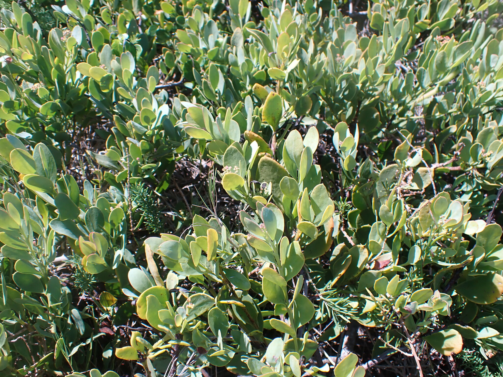 Osyris compressa (P.J.Bergius) A.DC.