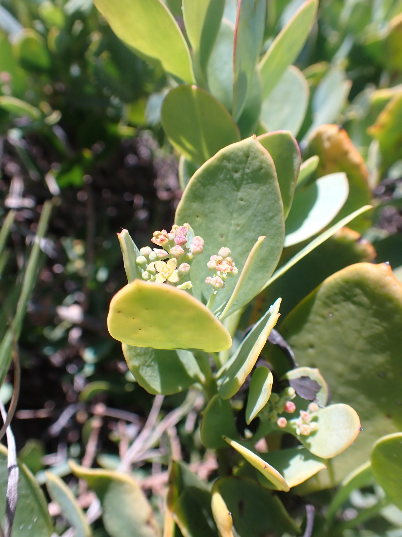 Osyris compressa (P.J.Bergius) A.DC.