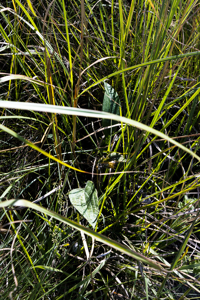 Pale Everlasting from Nkonka Trust, Pinetown, 3608, South Africa on ...