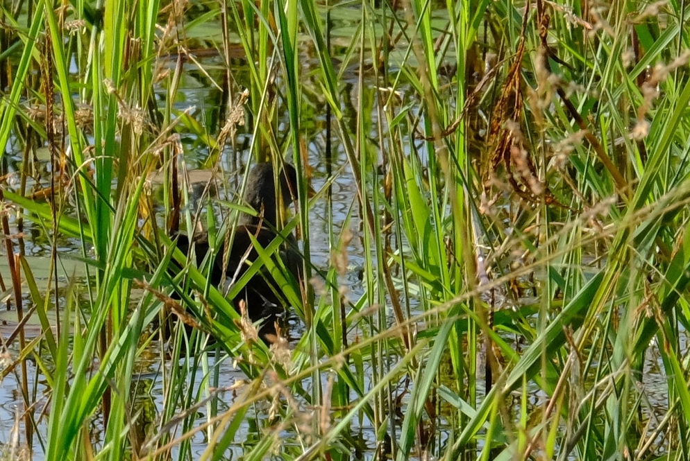 Gallinula angulata Sundevall, 1850