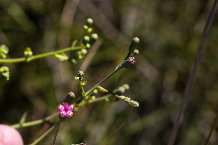 Lopholaena segmentata from Nkonka Trust, Pinetown, 3608, South Africa ...