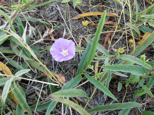 Polymeria marginata · iNaturalist Mexico