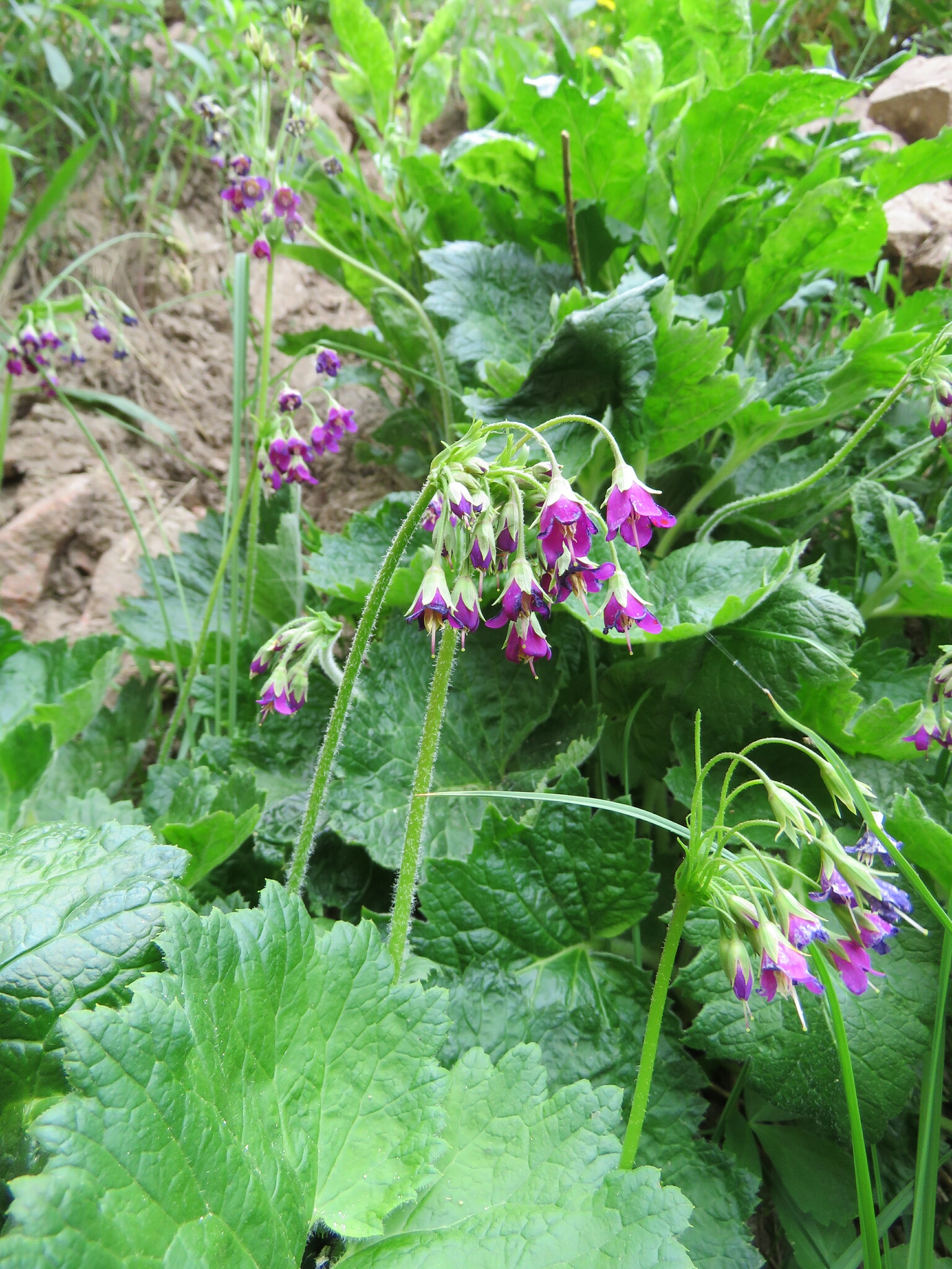 Primula matthioli subsp. turkestanica (Losinsk.) Kovt.