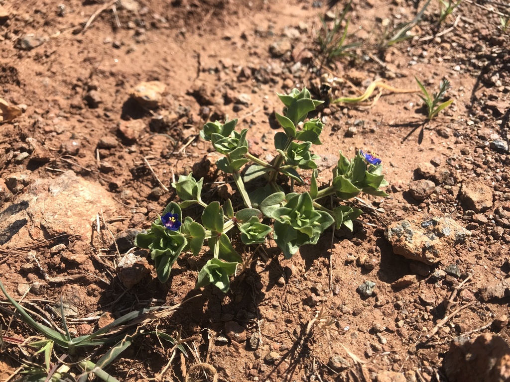 Foemina Blue Pimpernel from Haute-Corse, Corse, FR on April 7, 2023 at ...